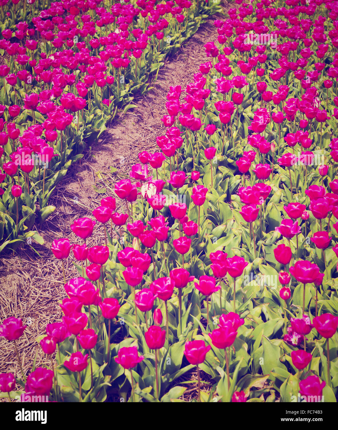 Field of Tulips Stock Photo - Alamy