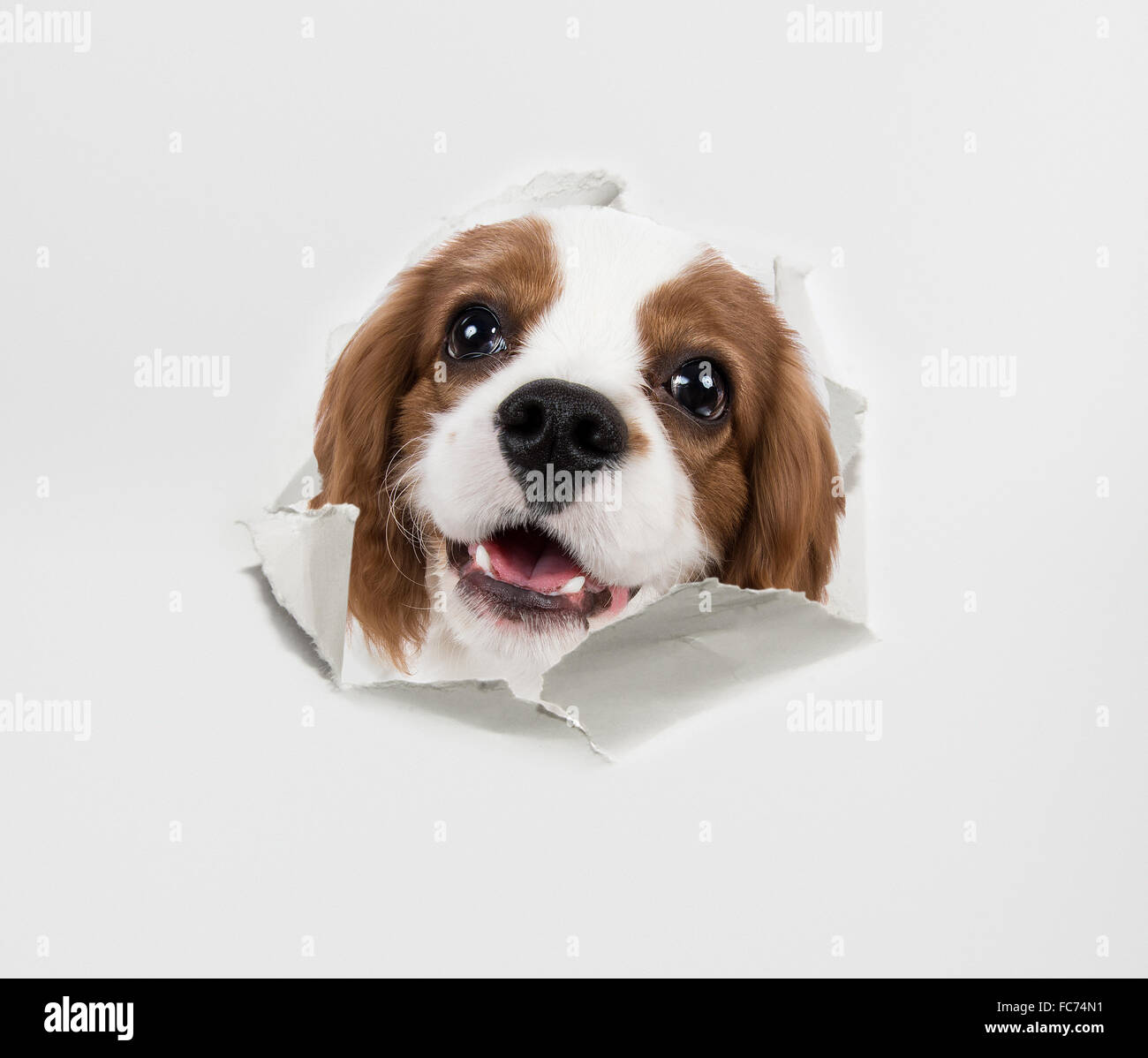 Dog through paper hi-res stock photography and images - Alamy