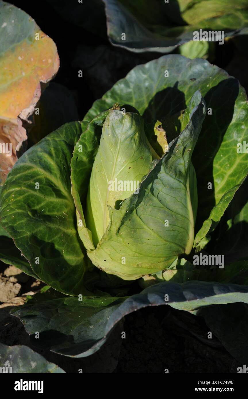 Spitzkohl hi-res stock photography and images - Alamy