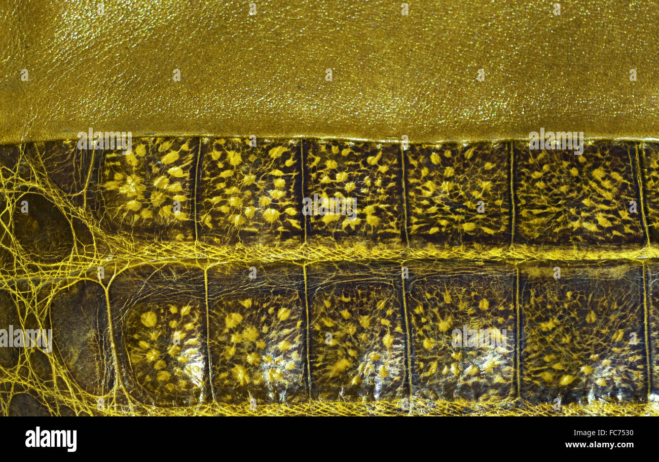 Alligator leather hi-res stock photography and images - Alamy