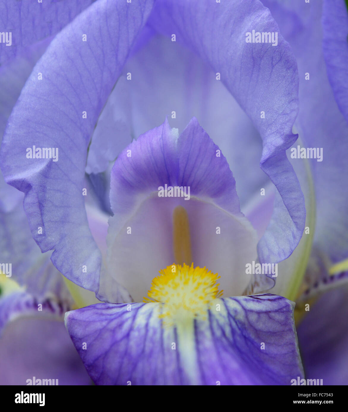 Orris plant hi-res stock photography and images - Alamy