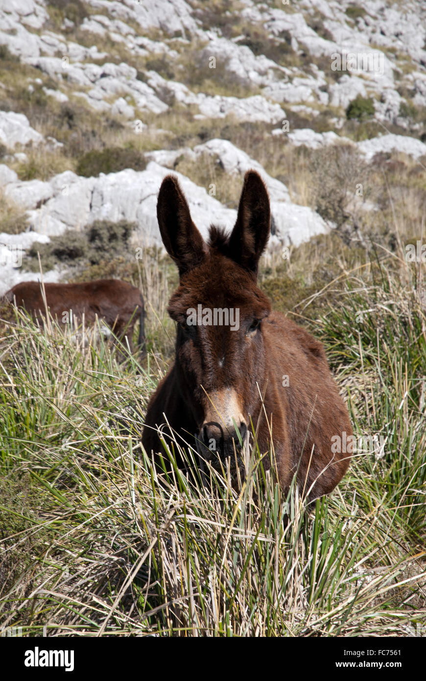 Donkey break hi-res stock photography and images - Alamy