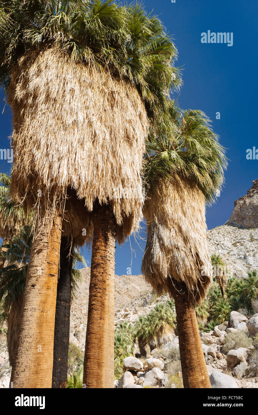 49 palms oasis in joshua hi-res stock photography and images - Alamy