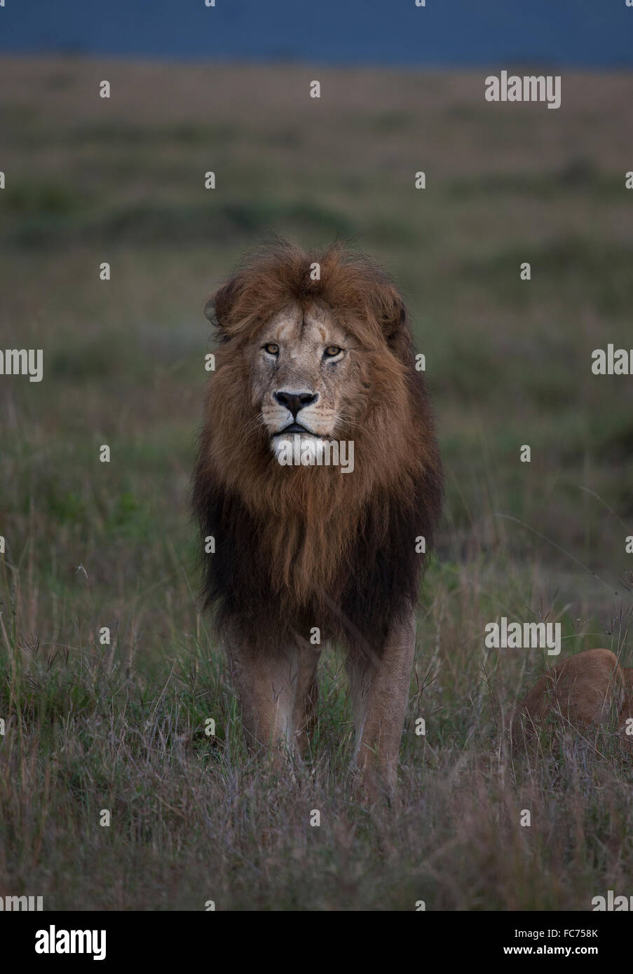 Lion standing hi-res stock photography and images - Alamy