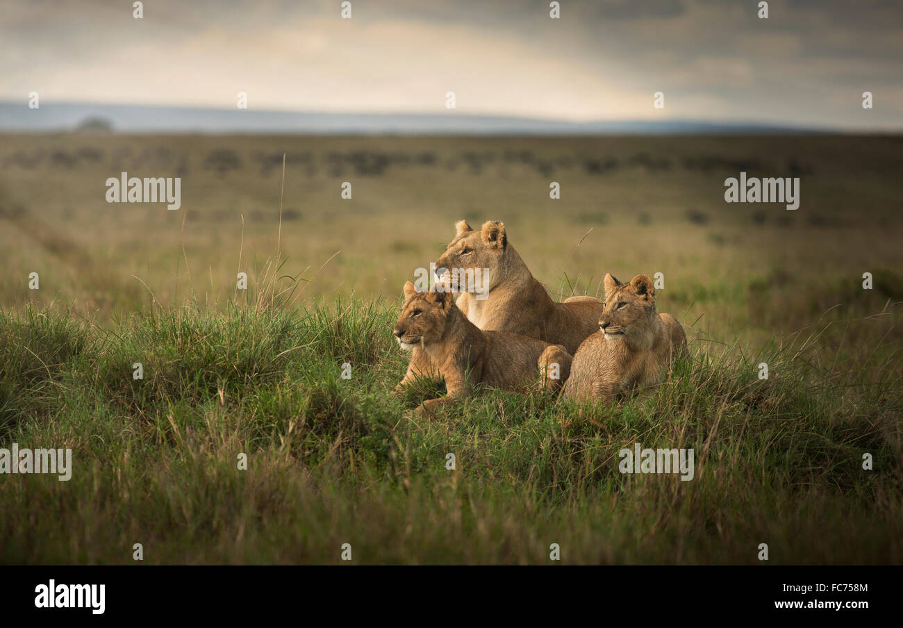 Female lion back view hi-res stock photography and images - Alamy
