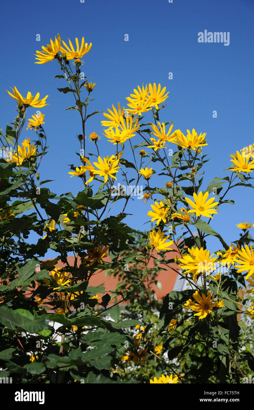 Sunroots hi-res stock photography and images - Alamy