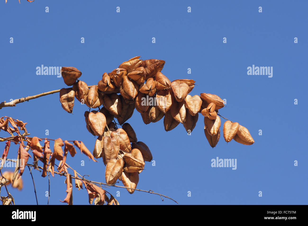 Golden rain tree seeds hi-res stock photography and images - Alamy
