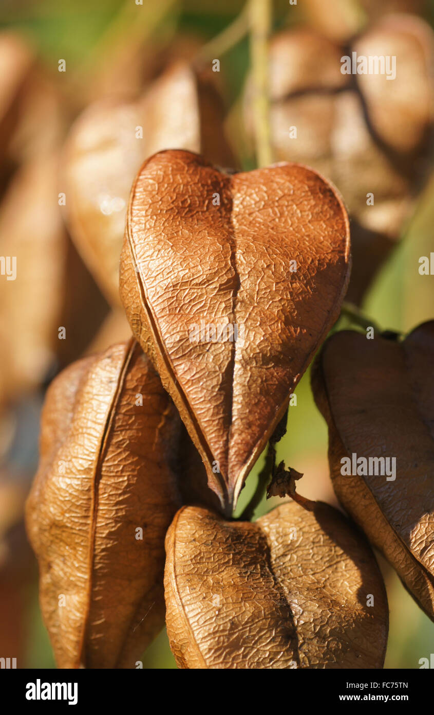 China tree varnish tree golden rain tree pride of india hi-res stock ...