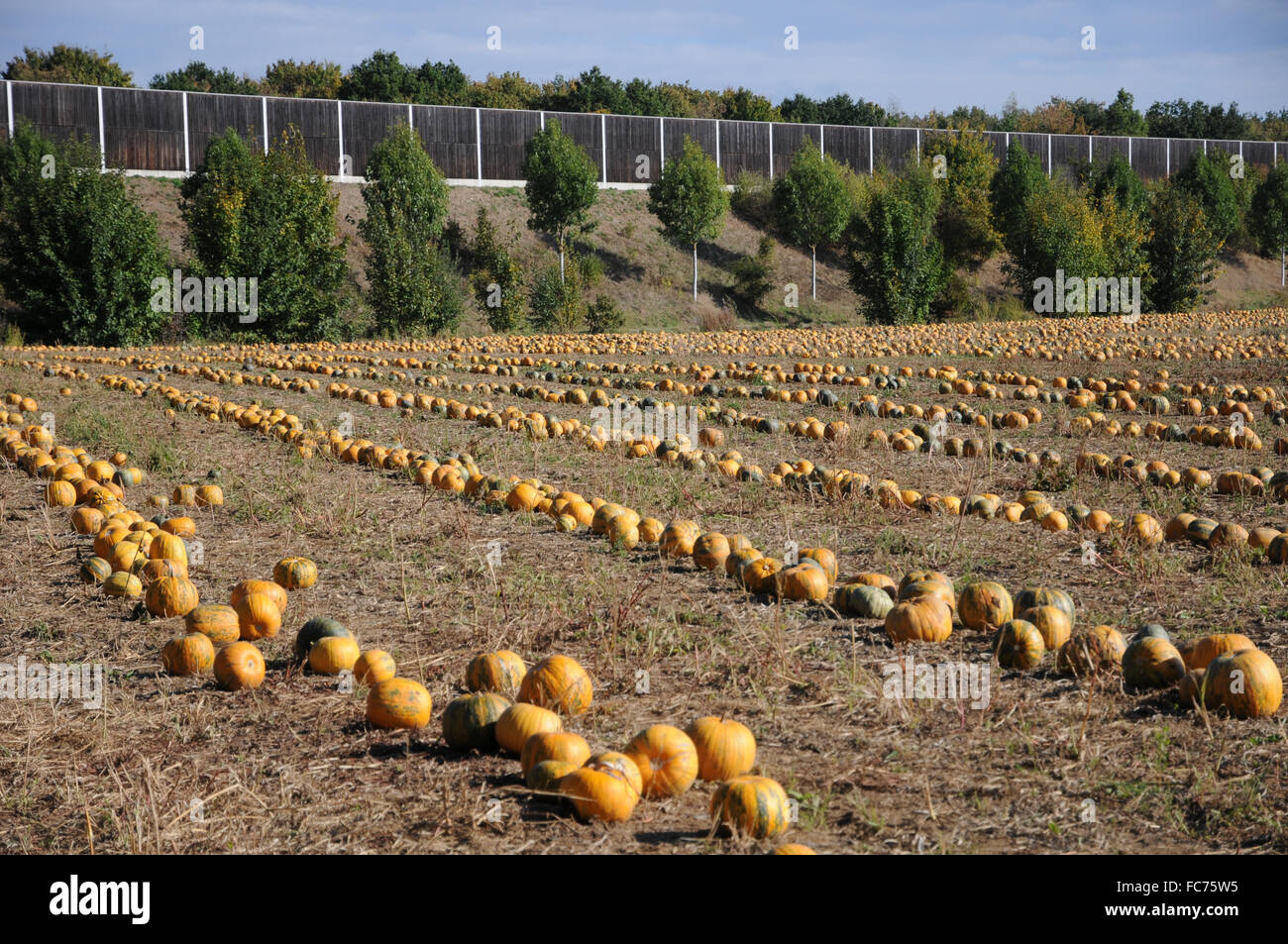 Seed oil pumpkin Stock Photo - Alamy