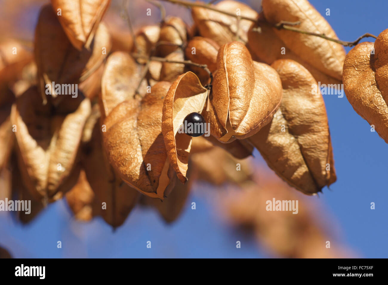 China tree varnish tree golden rain tree pride of india hi-res stock ...