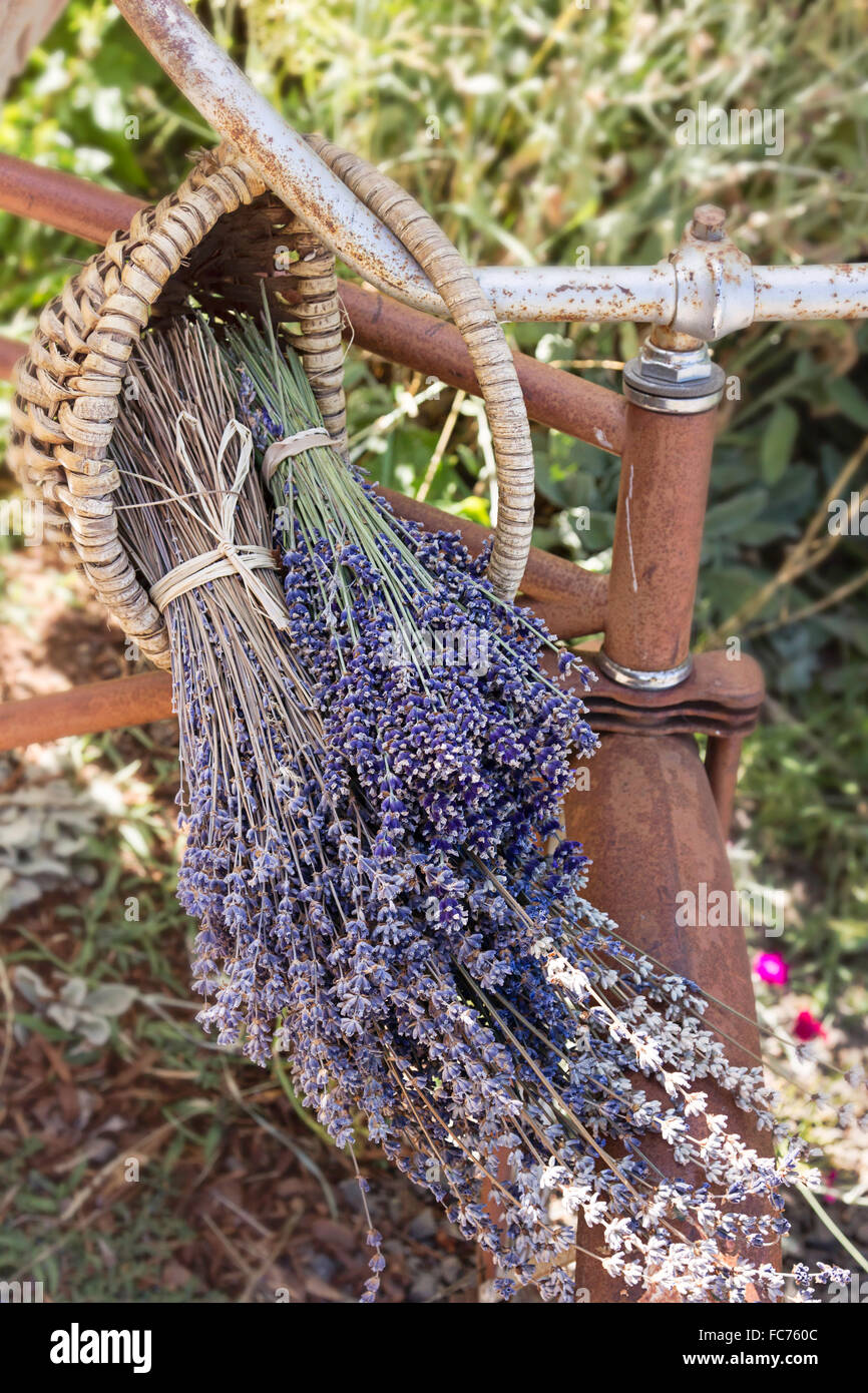 Drying lavender hi-res stock photography and images - Alamy