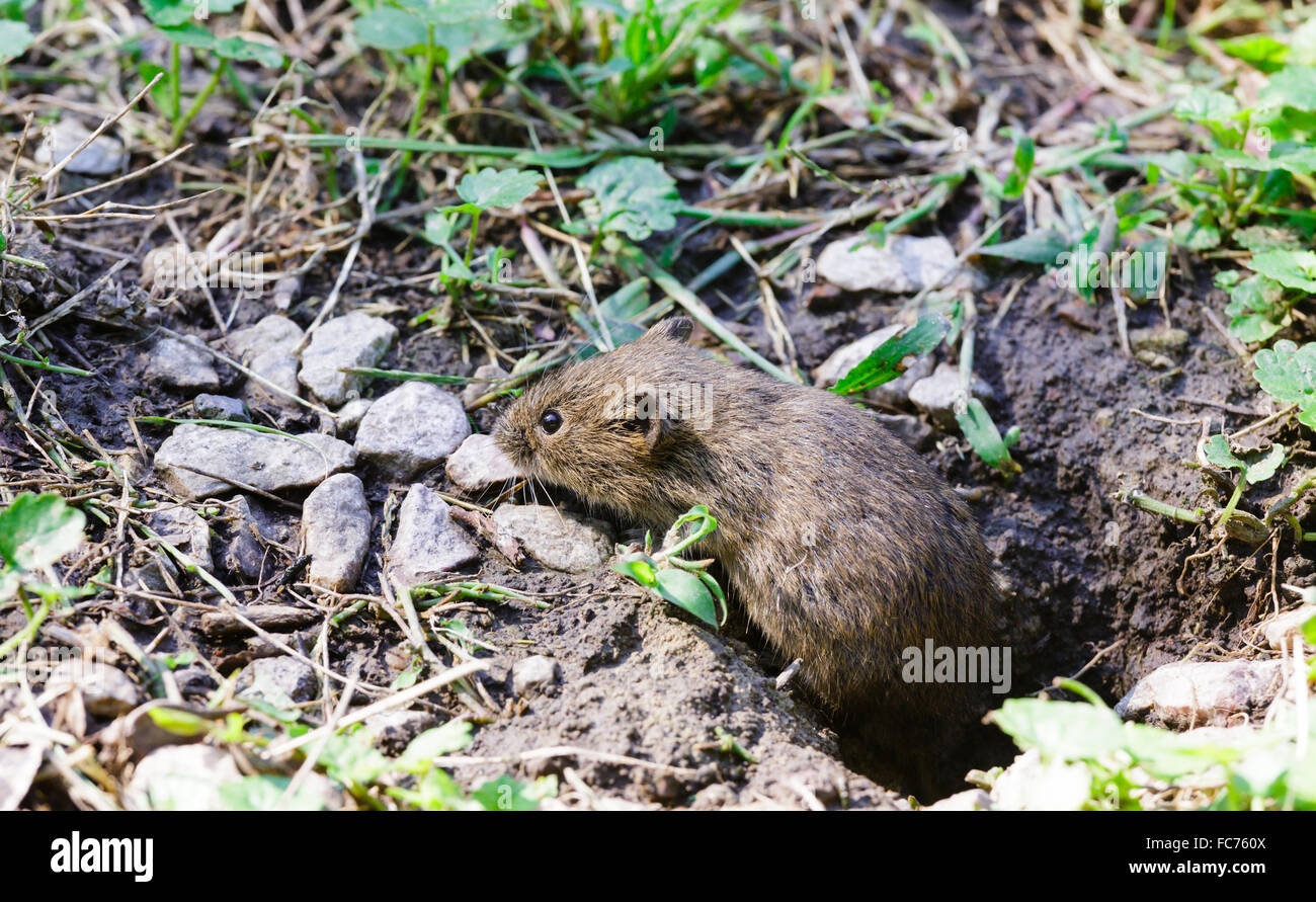 Little brown mouse Stock Photo - Alamy
