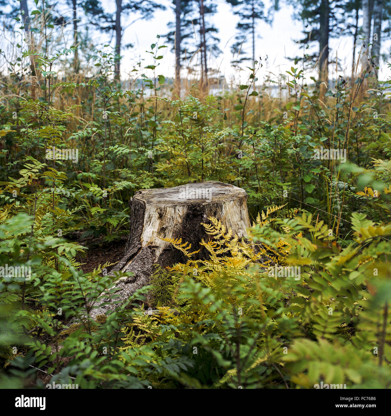 Stump in fern plants growing in lush forest Stock Photo - Alamy