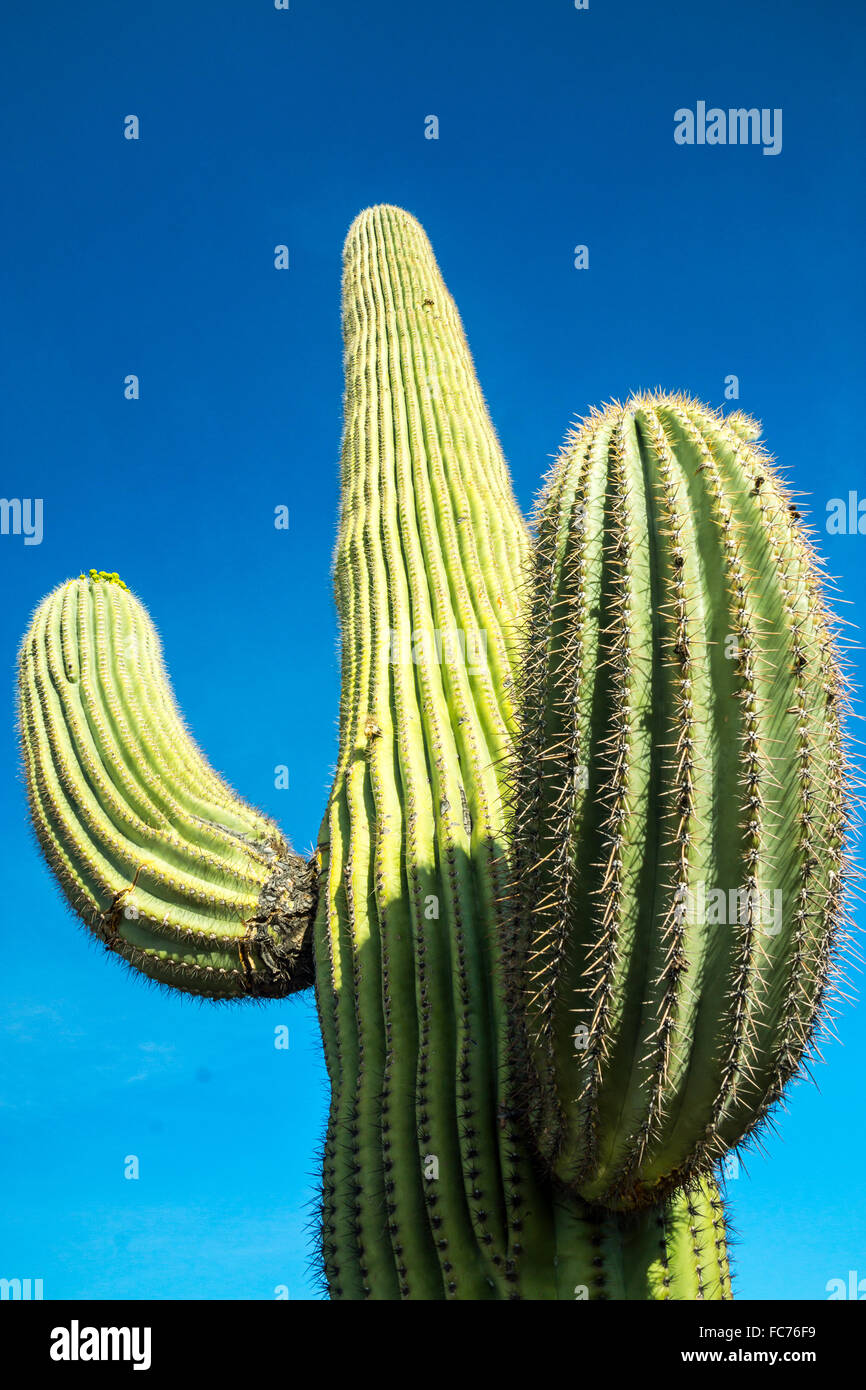 Saguaro cactus up close hi-res stock photography and images - Alamy