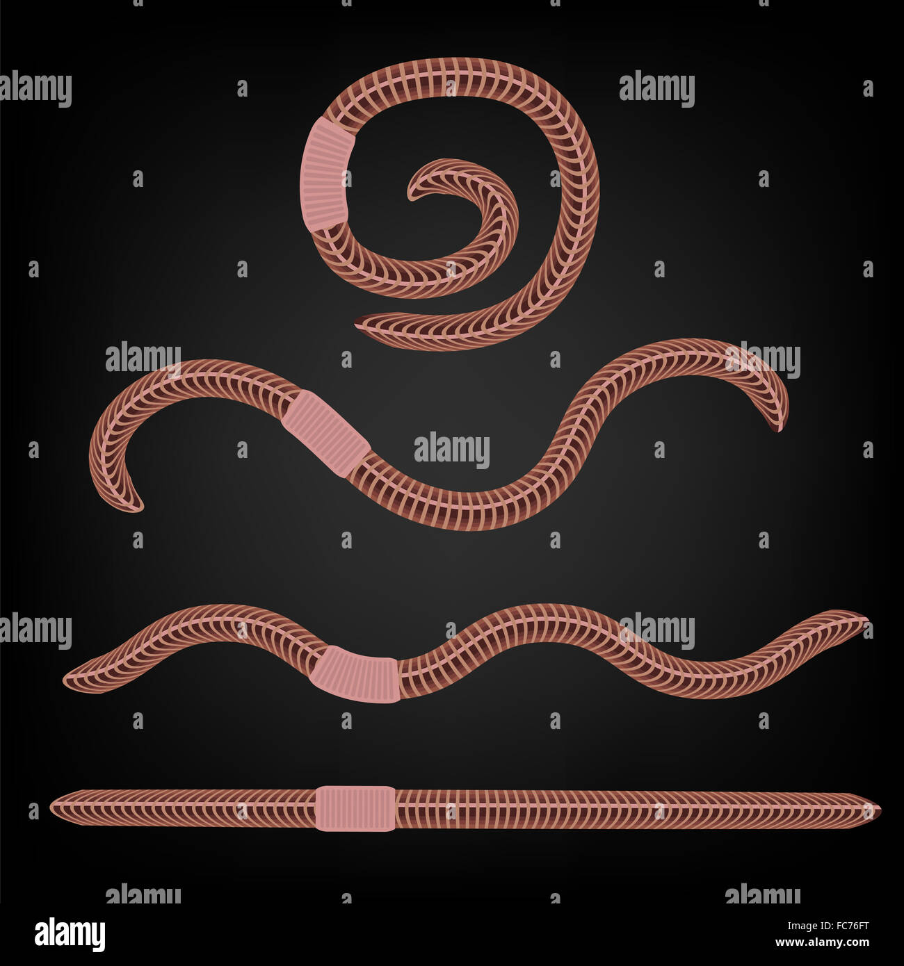 Animal Earth Red Worms Stock Photo - Alamy