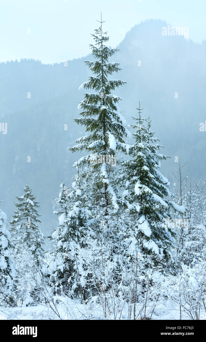 Snowy fir trees Stock Photo - Alamy