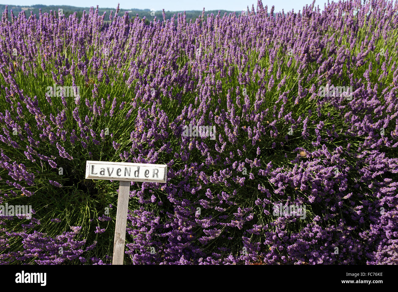 Full bloom lavender hi-res stock photography and images - Alamy