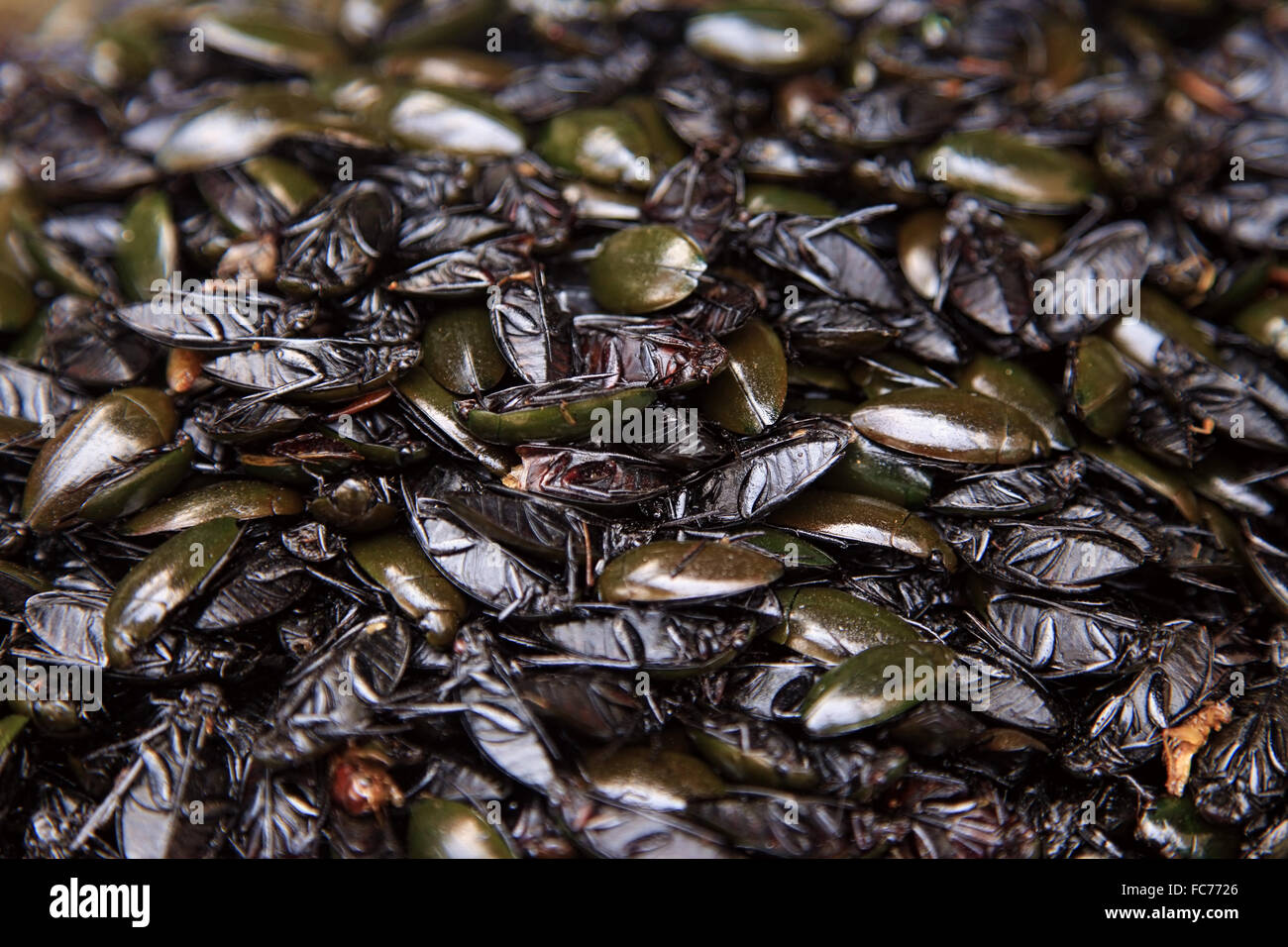 Fried cockroaches food hi-res stock photography and images - Alamy