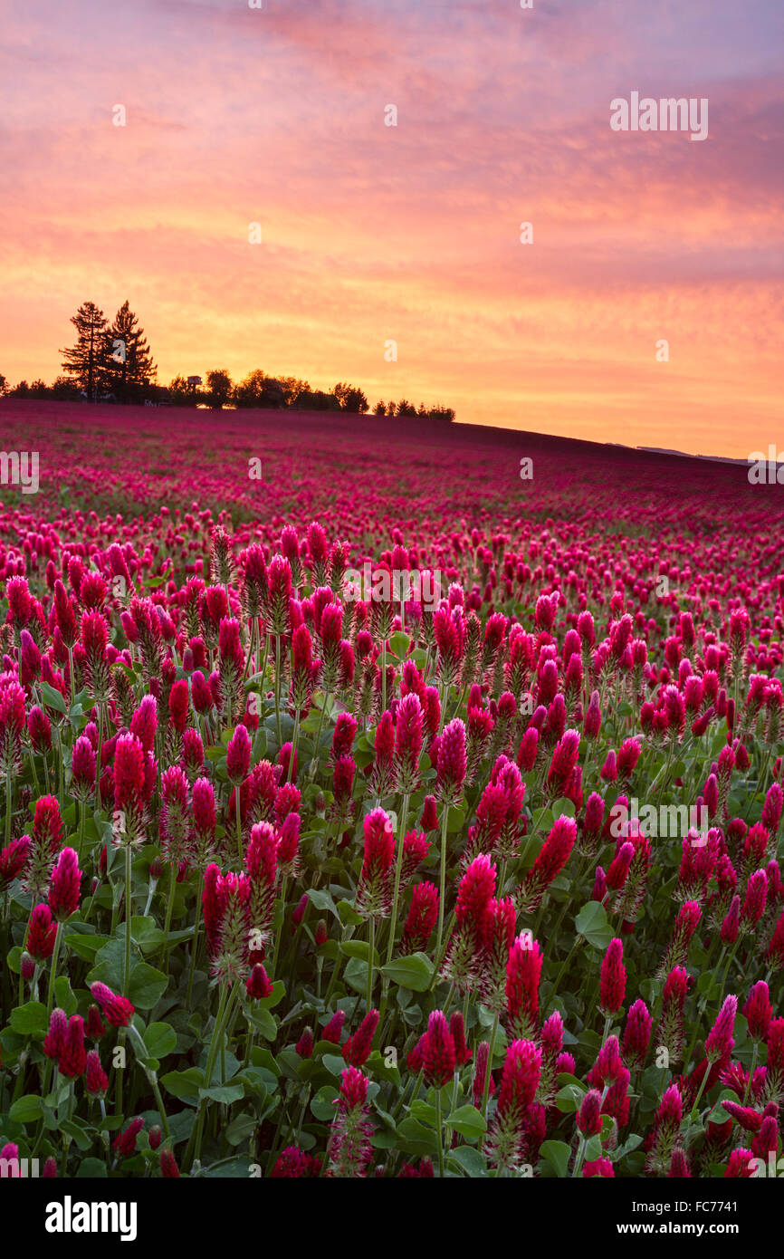 Vibrant red clover field at sunset Stock Photo - Alamy