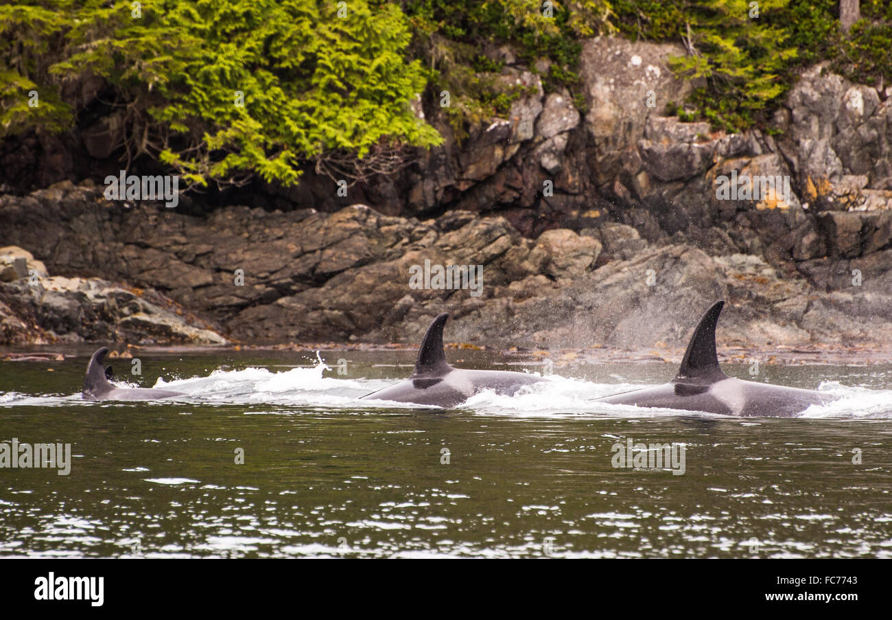 Vancouver island killer whales hi-res stock photography and images - Alamy