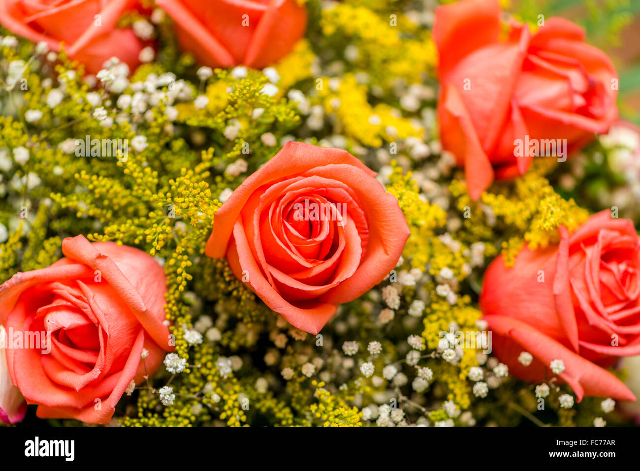 Nice roses in celebration concept Stock Photo - Alamy