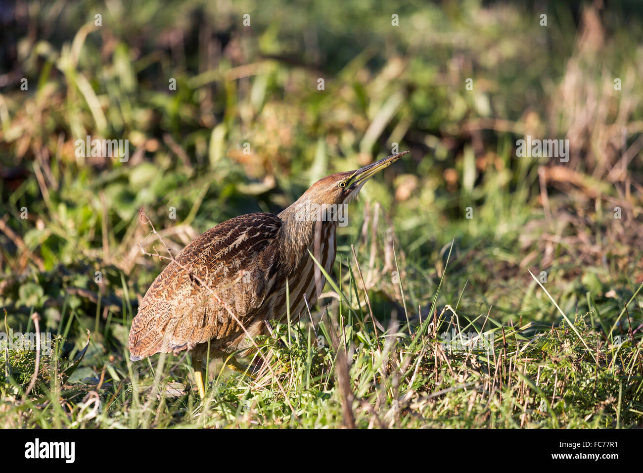 American bittern hi-res stock photography and images - Alamy