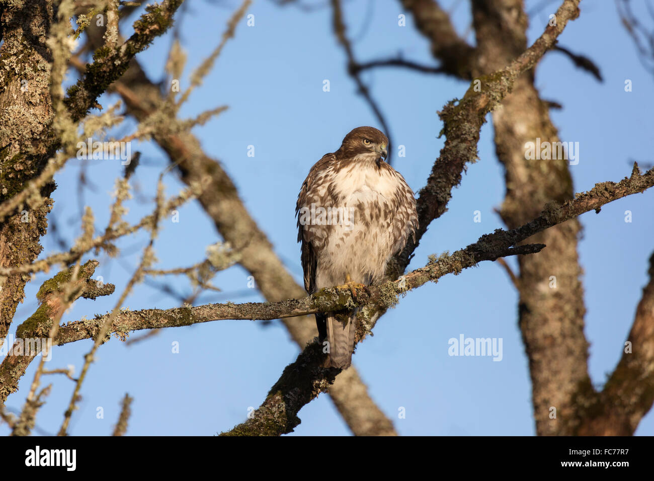 Red -tailed Hawk Stock Photo - Alamy