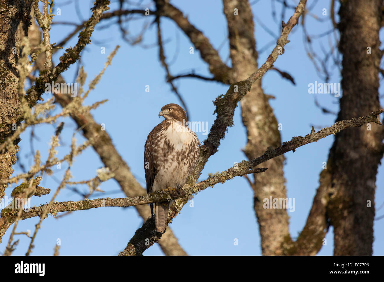 Red -tailed Hawk Stock Photo - Alamy