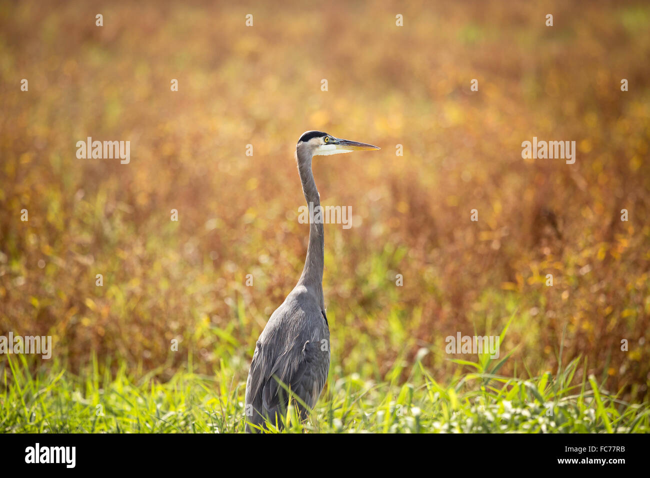 Great Blue Heron hunting in autumn grassland Stock Photo - Alamy