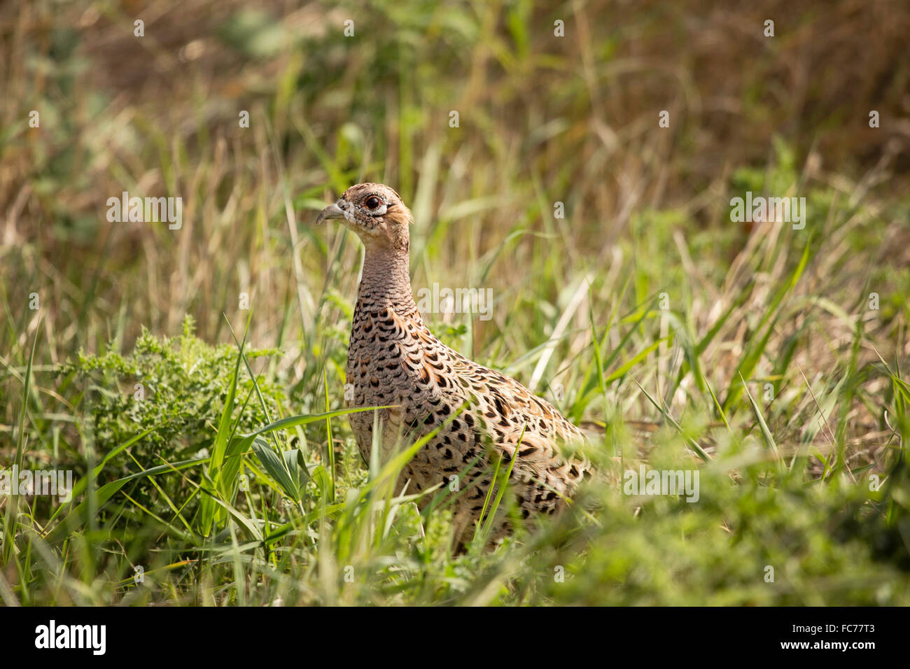 Ring necked pheasant bird hi-res stock photography and images - Alamy