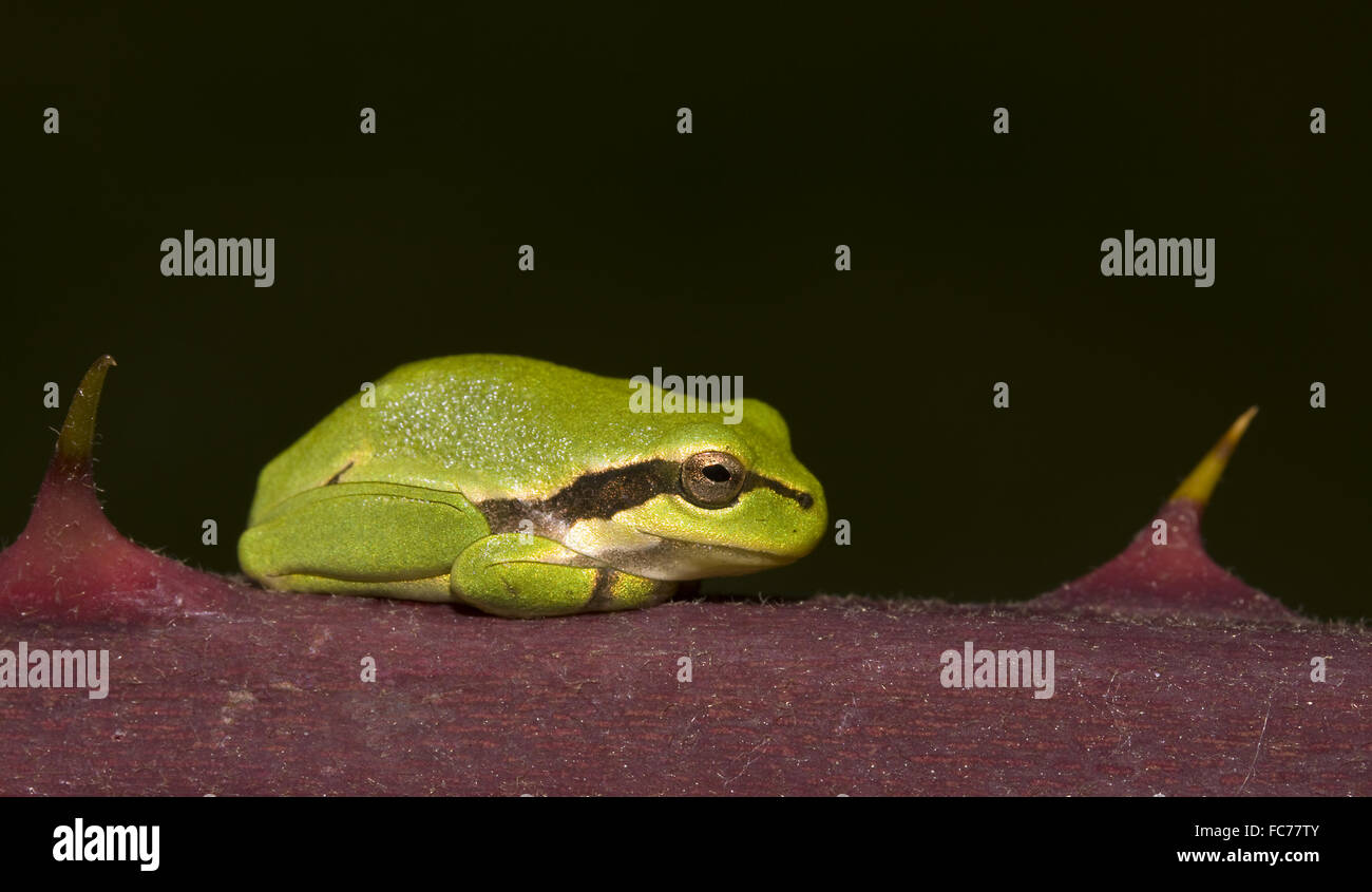European tree frog Stock Photo - Alamy