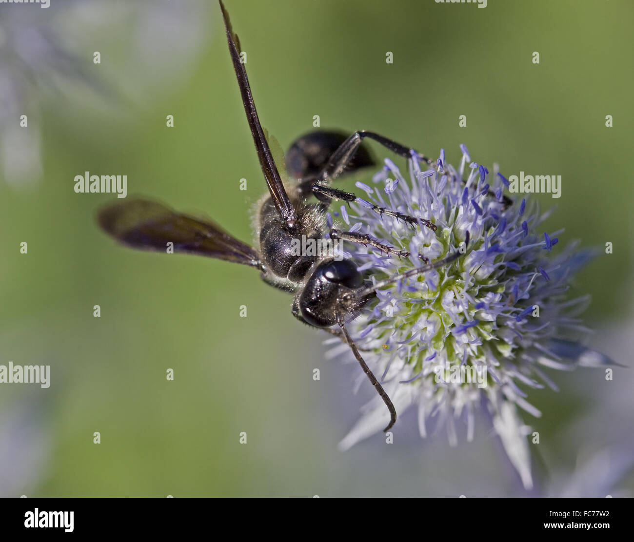 Grass wasp hi-res stock photography and images - Alamy
