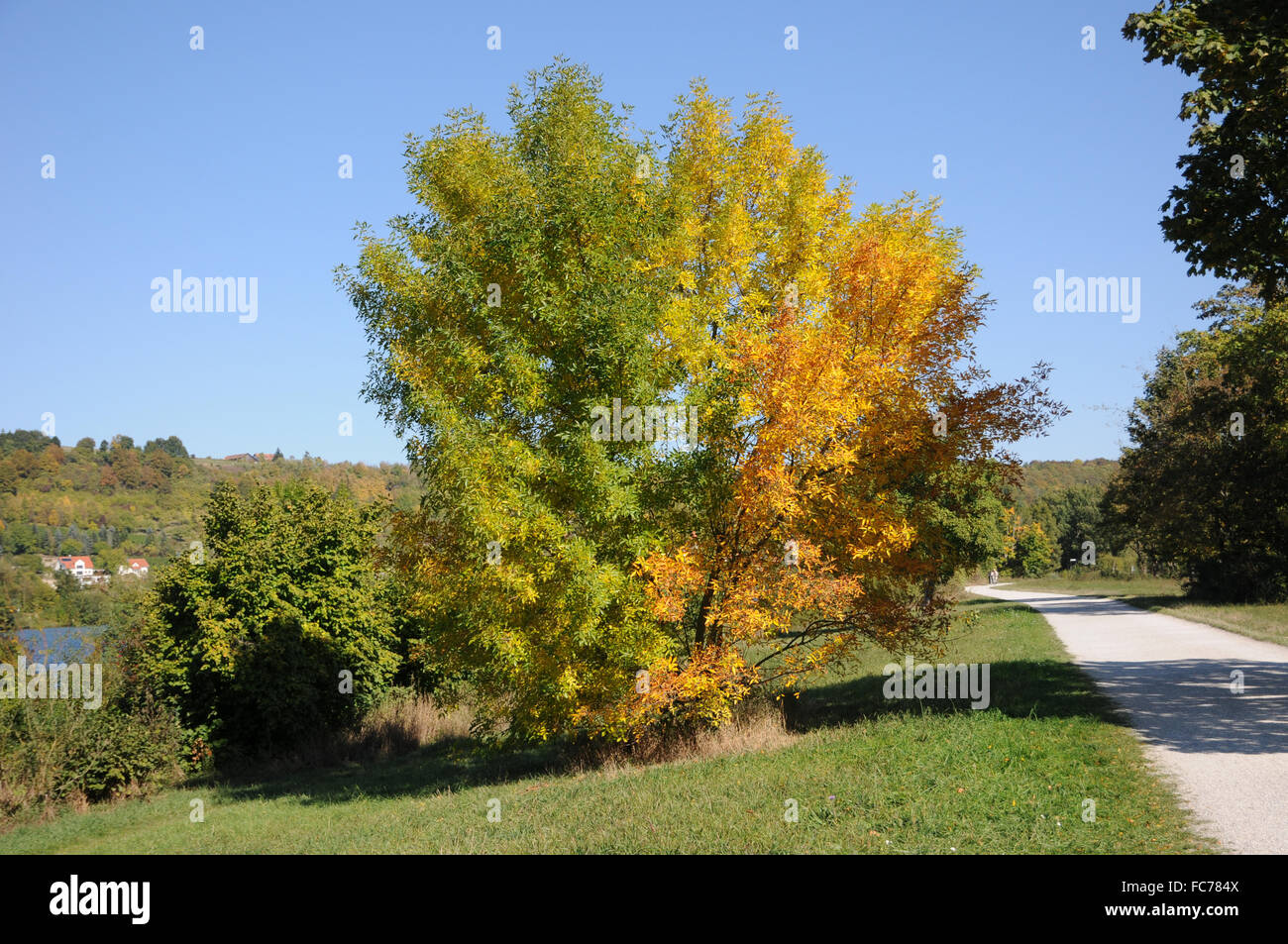 Indian ash tree hi-res stock photography and images - Alamy