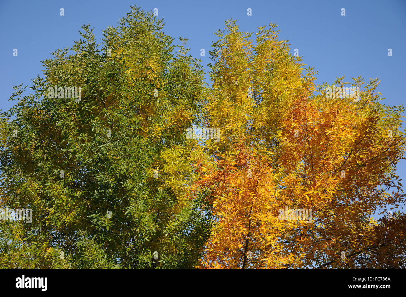 Indian ash tree leaf hi-res stock photography and images - Alamy