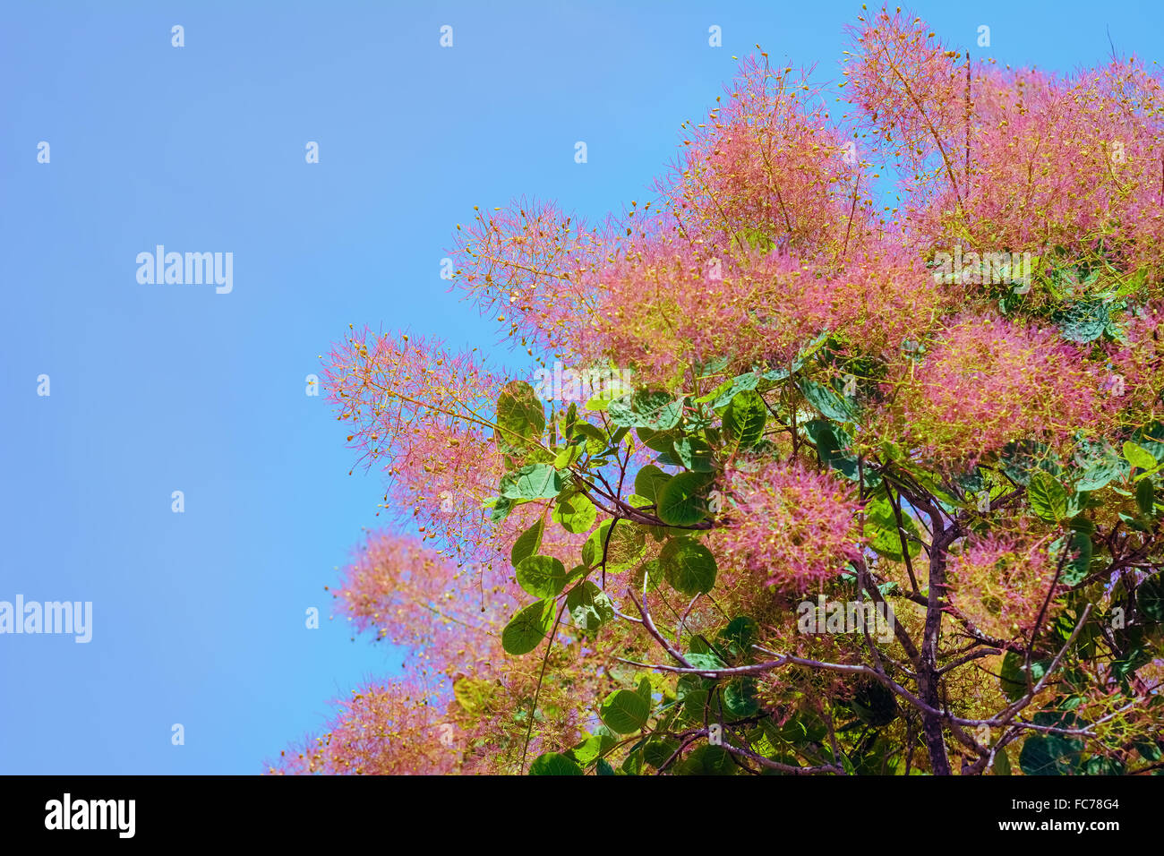 Smoketree hi-res stock photography and images - Alamy
