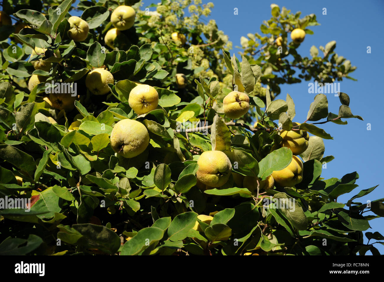 Quitte ernte hi-res stock photography and images - Alamy