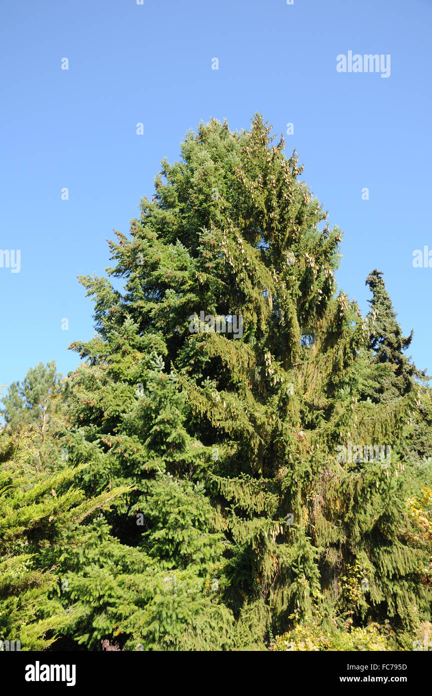 Douglas fir and white spruce hi-res stock photography and images - Alamy