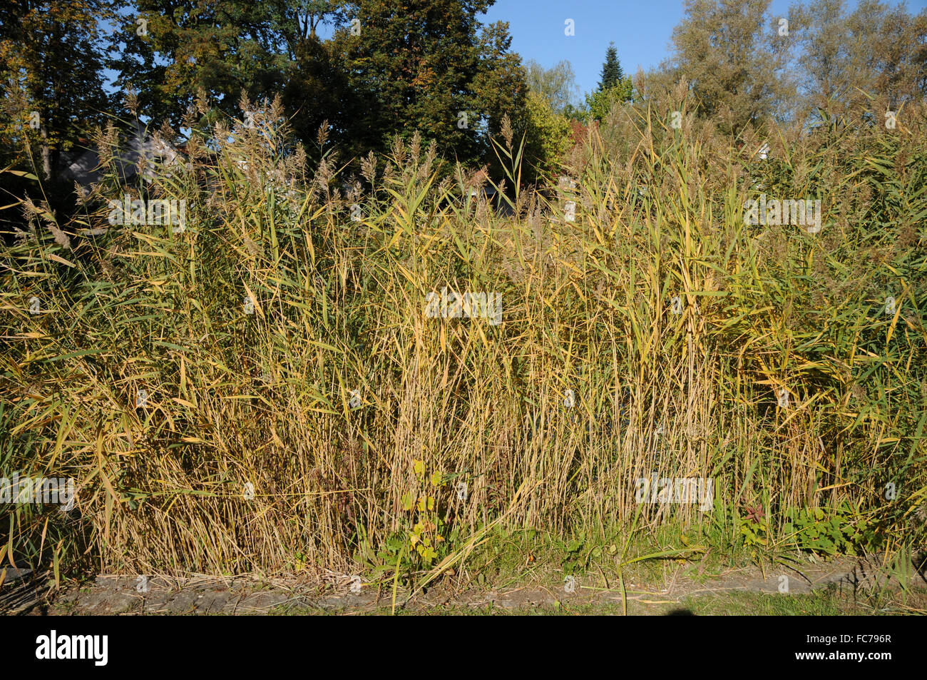 Indian flower reed hi-res stock photography and images - Alamy