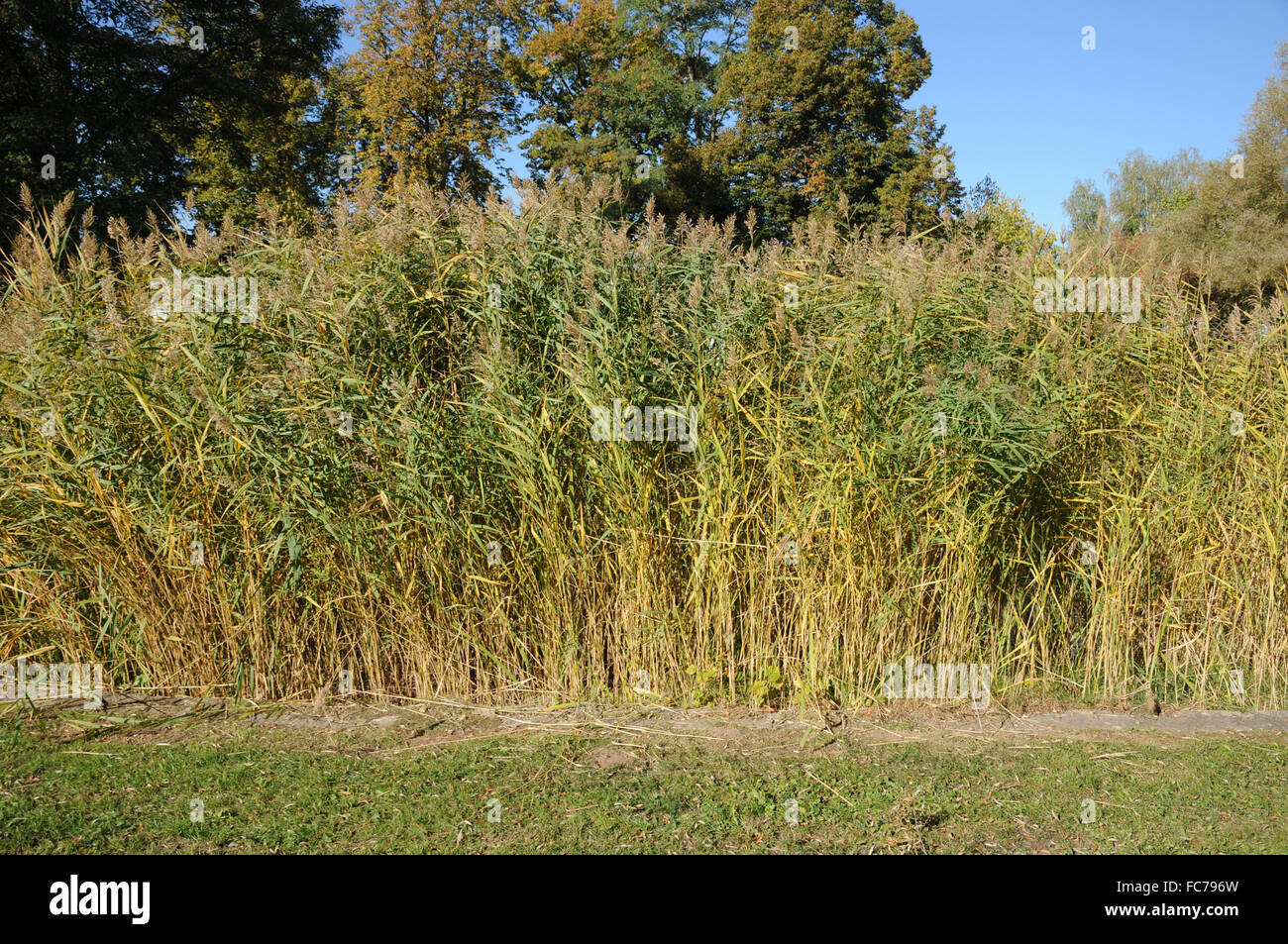 Indian flower reed hi-res stock photography and images - Alamy