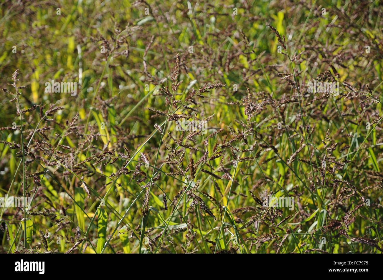 Common millet hi-res stock photography and images - Alamy