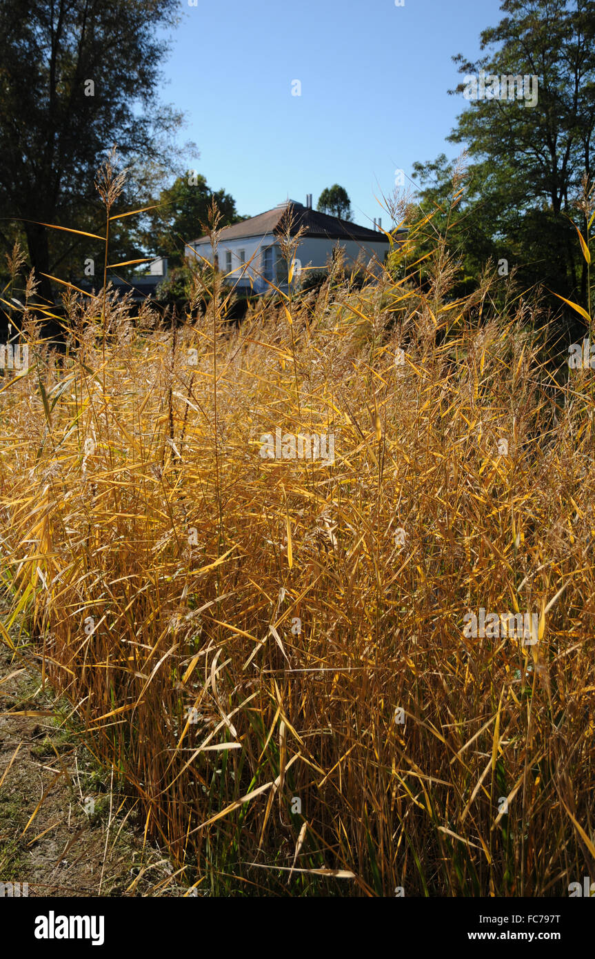 Indian flower reed hi-res stock photography and images - Alamy