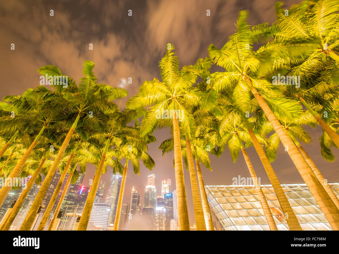 Palms in Singapore during night time Stock Photo - Alamy