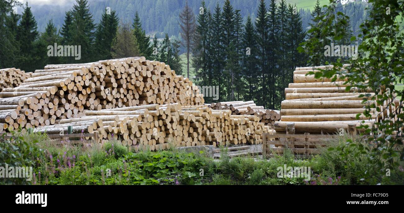 tree logs at a timber yard Stock Photo - Alamy