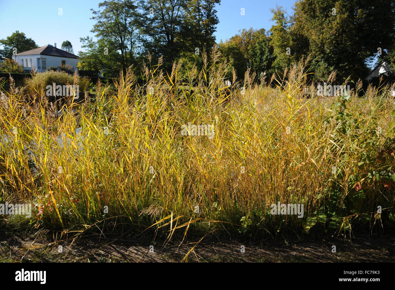 Indian flower reed hi-res stock photography and images - Alamy