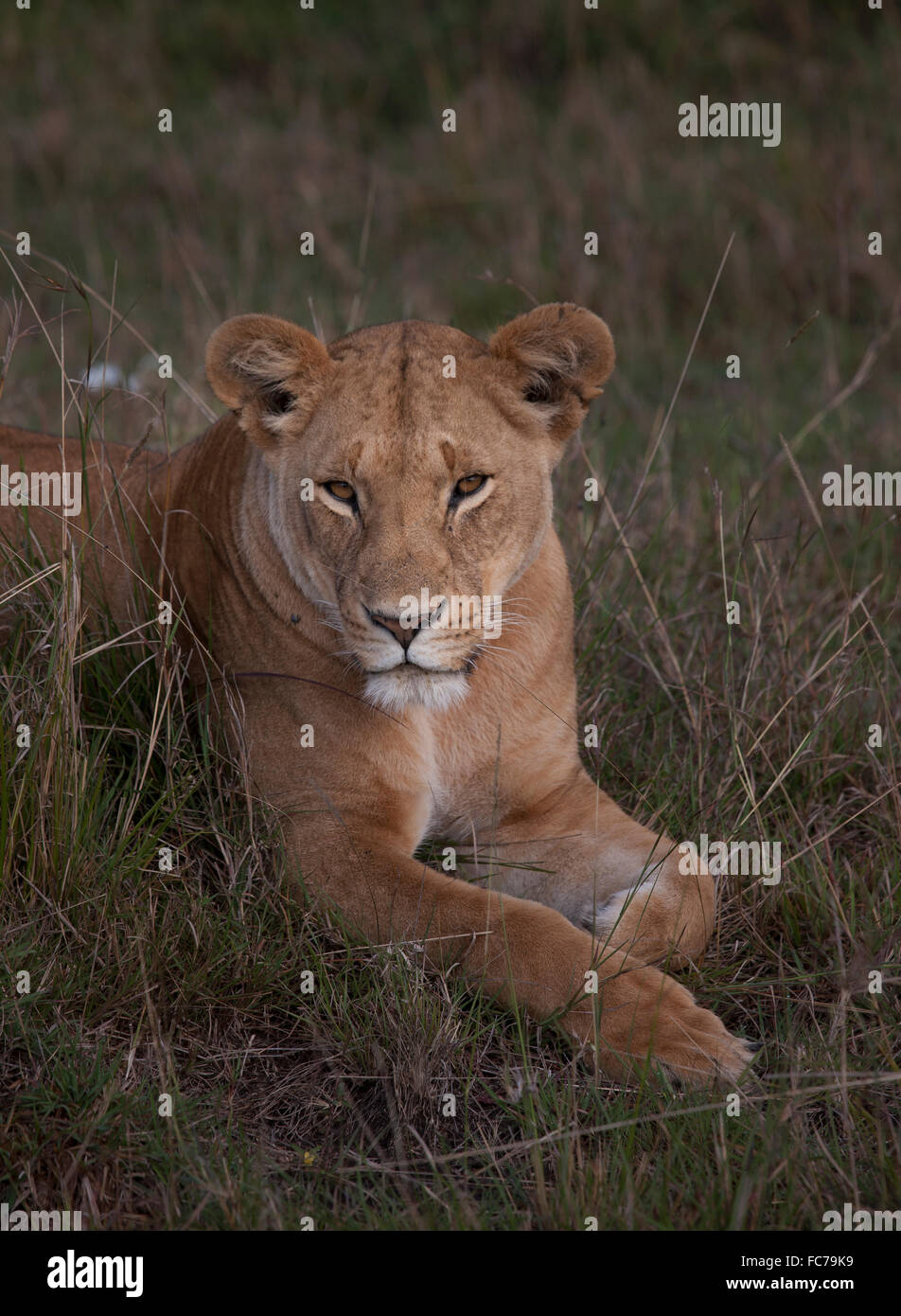 Lioness laying in grass Stock Photo - Alamy