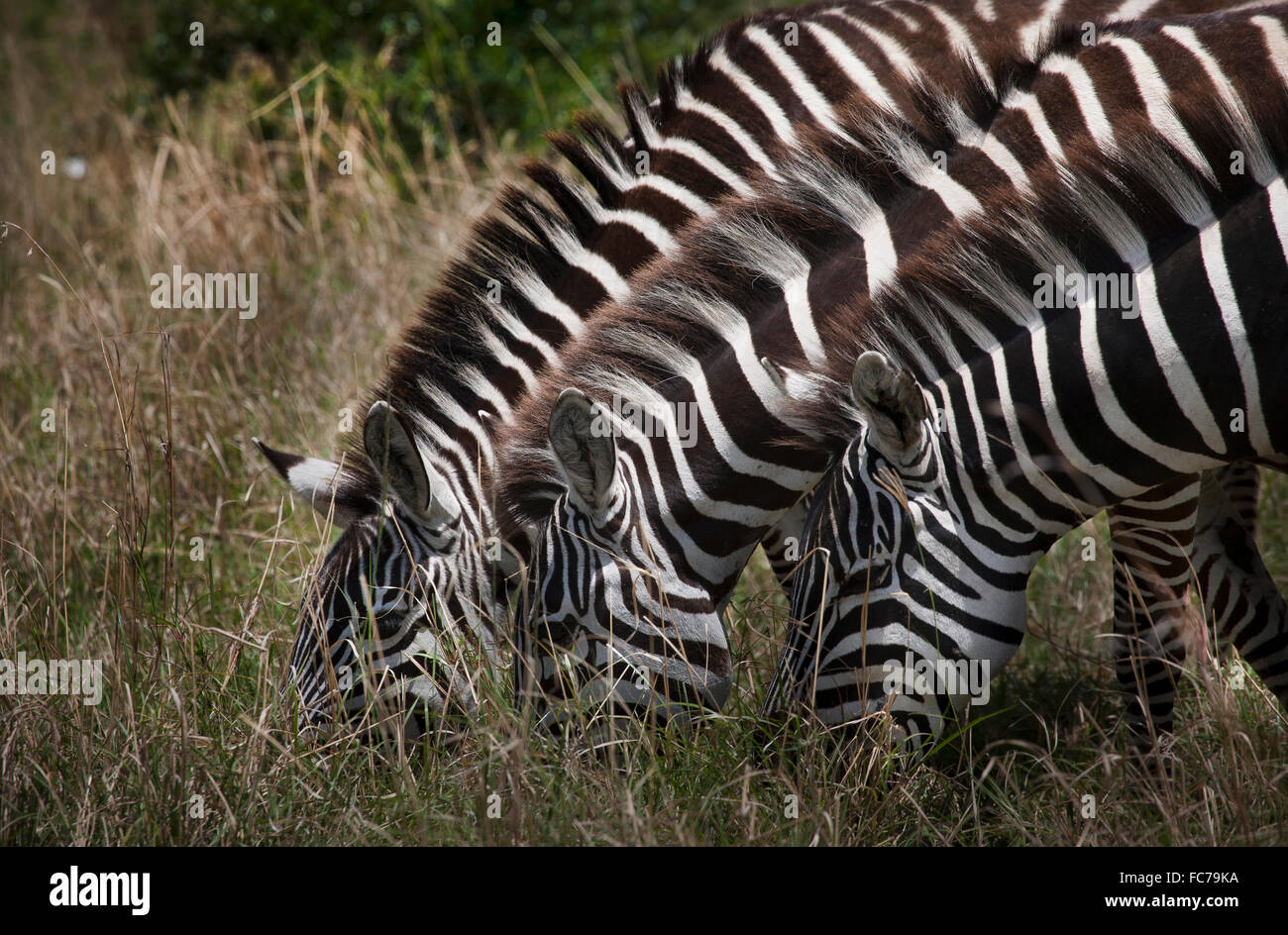 Zebras grazing in field Stock Photo - Alamy