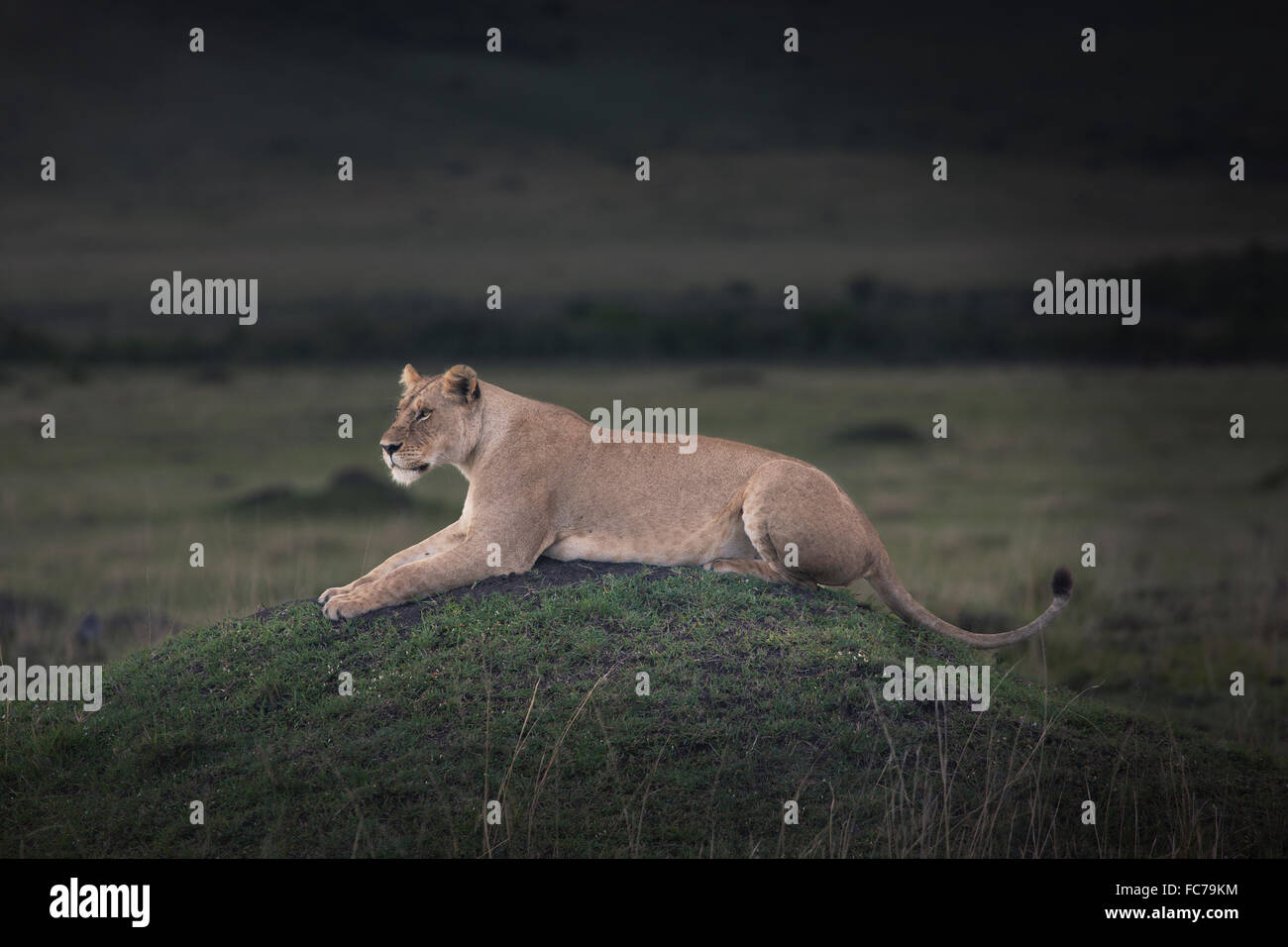 Lioness laying in field Stock Photo - Alamy