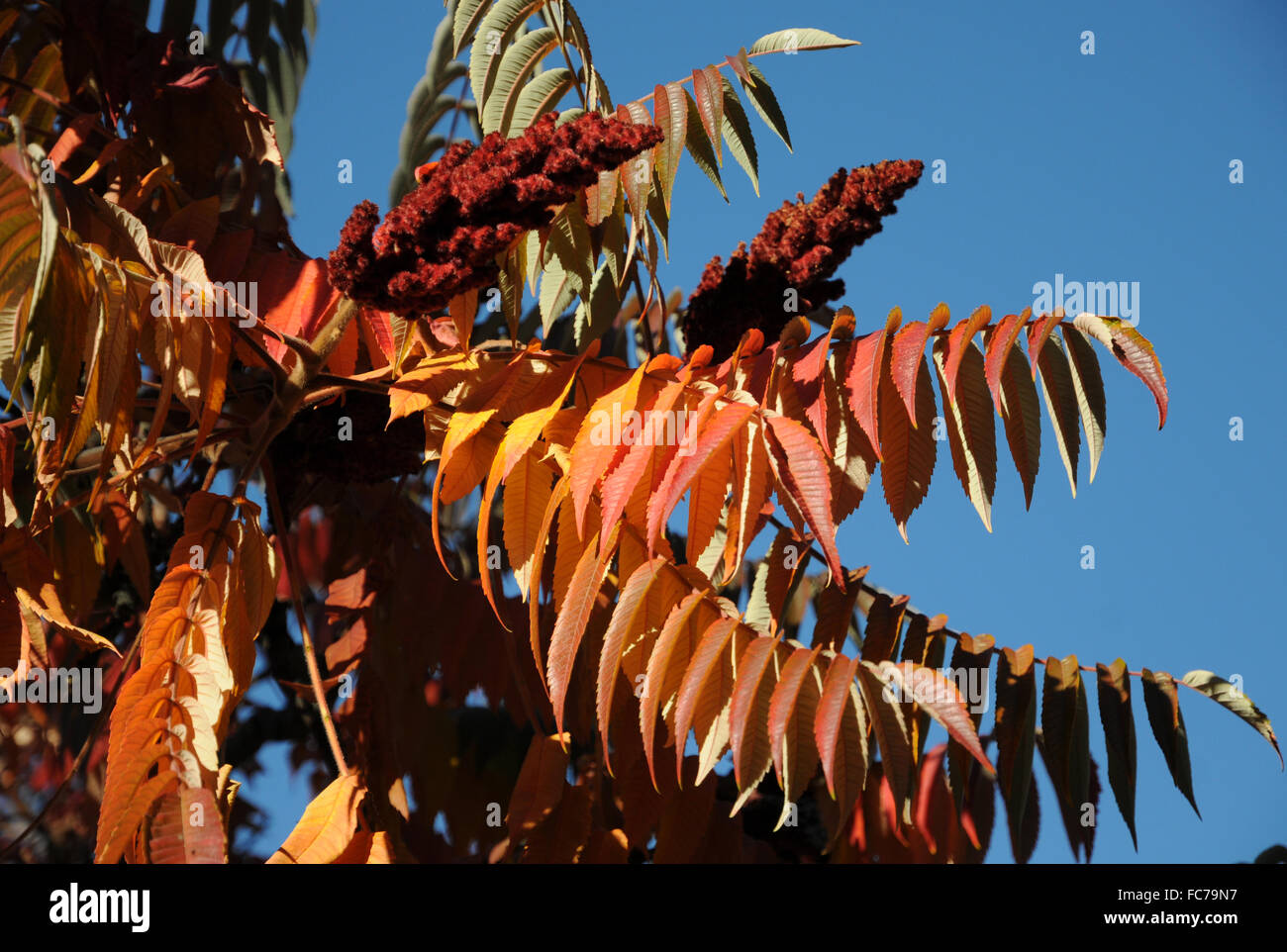 Sumac shrubs hi-res stock photography and images - Alamy