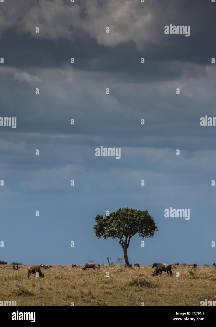 Africa storm animals hi-res stock photography and images - Alamy