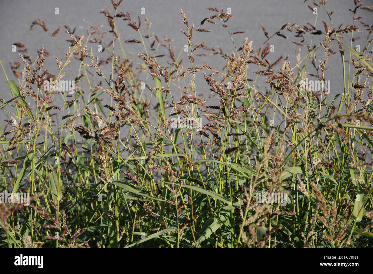 Proso millet hi-res stock photography and images - Alamy